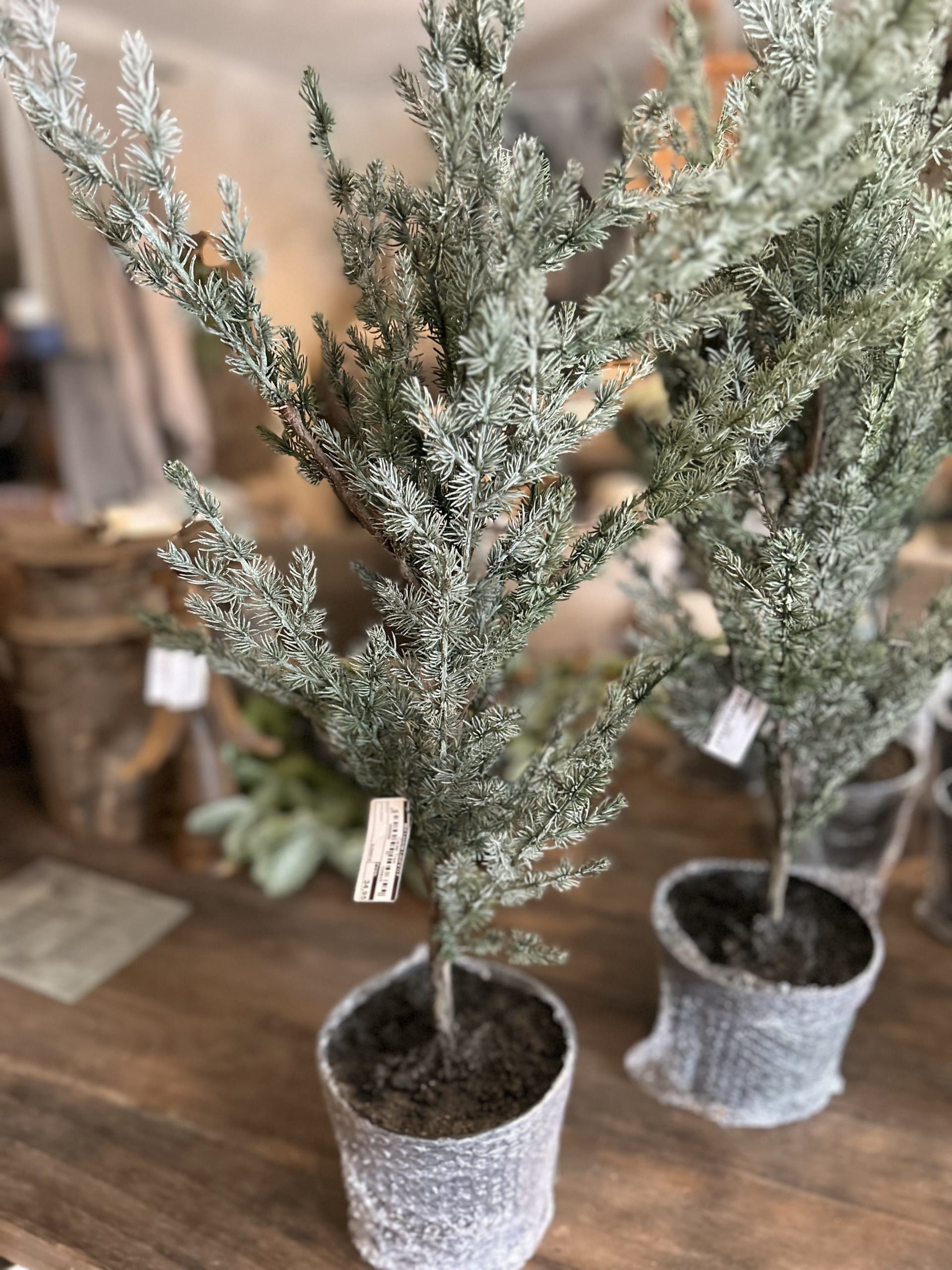 Ceder tree - Met Landelijk Label